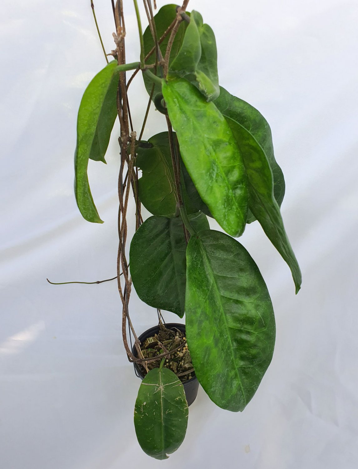 Hoya megalaster big leaves Very Rare!! New