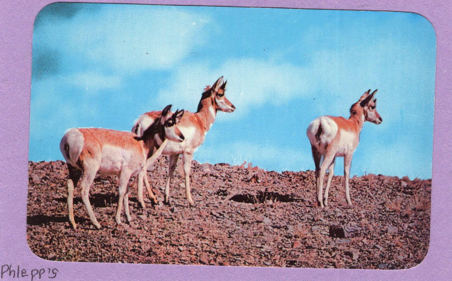 Pronghorn Antelope Souvenir Postcard, Western Wildlife, Plains Animals ...