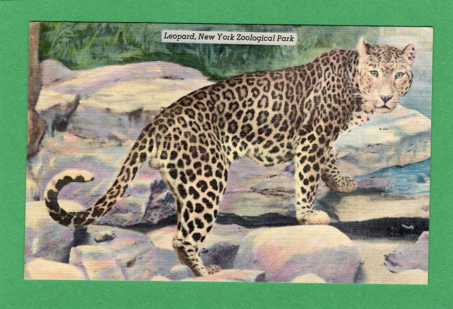 Leopard At New York Zoological Park, Zoo Animal, Feline Early Postcard ...