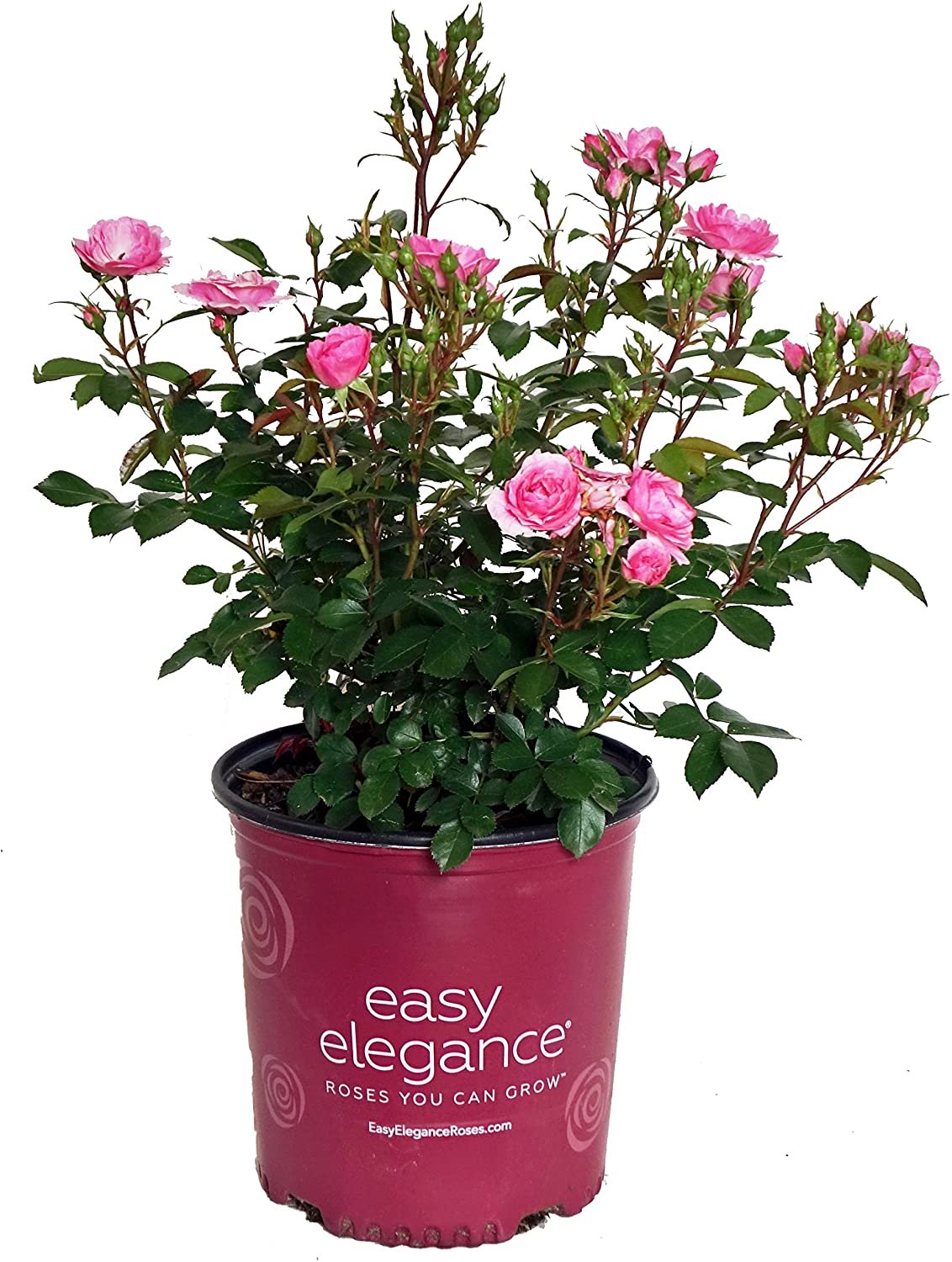 Easy Elegance Roses - Rosa Pinktopia (Rose) Rose, pink flowers, Rosa ...