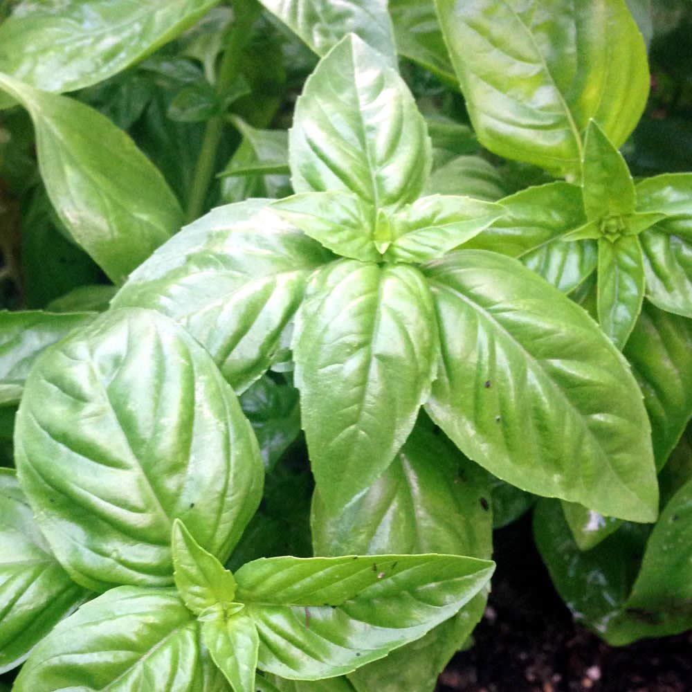 1000 Sweet Genovese Italian Basil Seeds Culinary Herb w/ Gift
