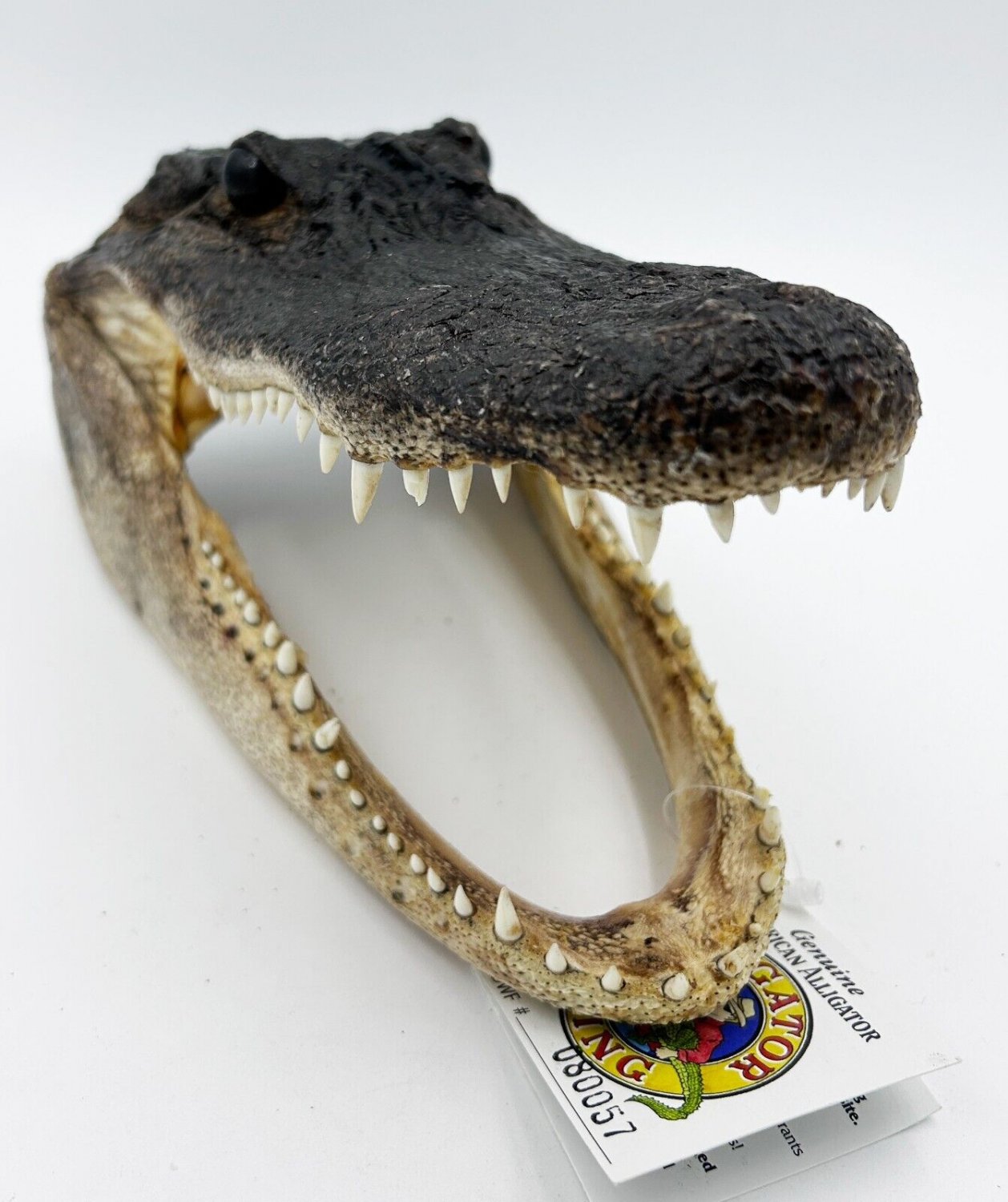 Alligator Gator Head 9 - 10" Genuine Real #01 American Taxidermy Bayou ...