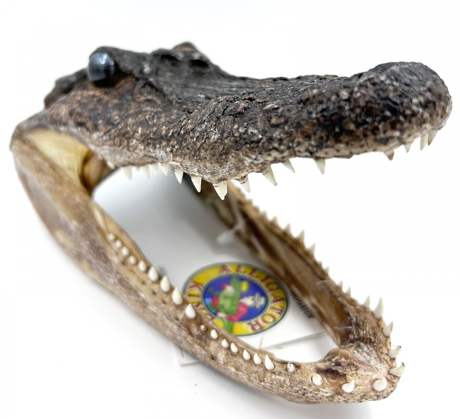 Alligator Gator Head 6 - 7" Genuine Real #11 American Taxidermy Reptile ...