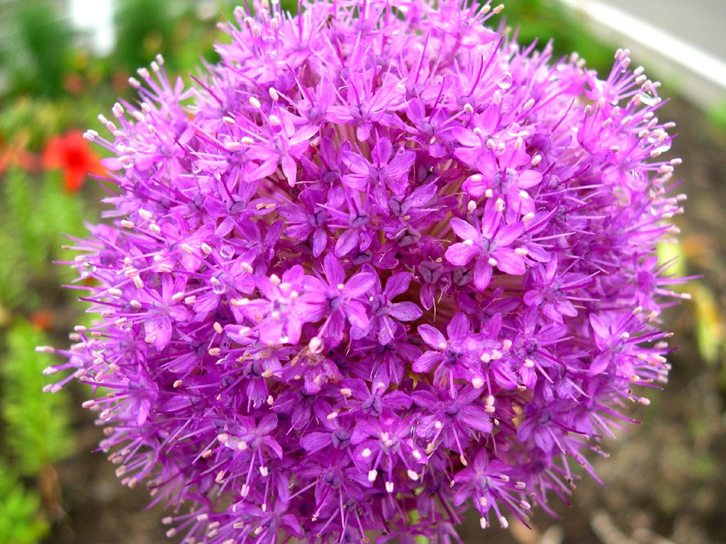 Purple Giant Allium Giganteum Beautiful Onion Magenta Perennial Flower ...