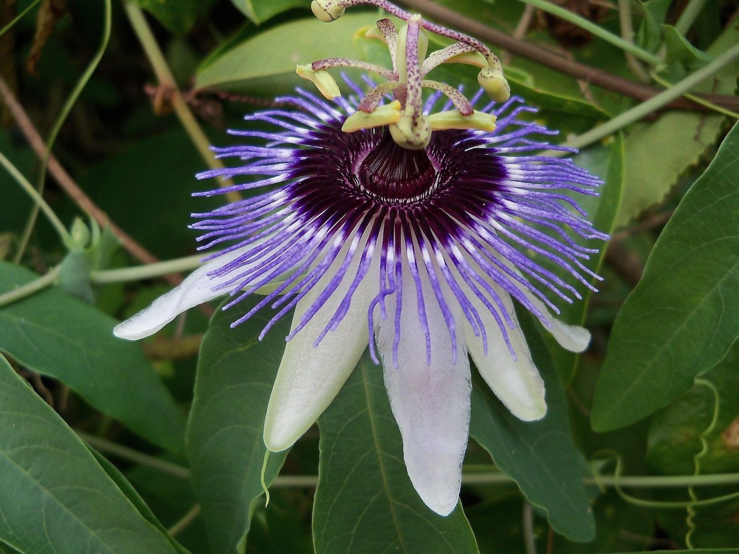 Panda Passion Flower 10 seeds