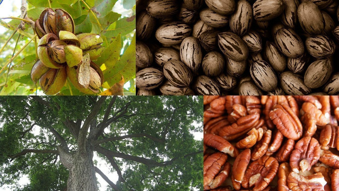 USA SELLER Southern Pecan Tree 8 seeds