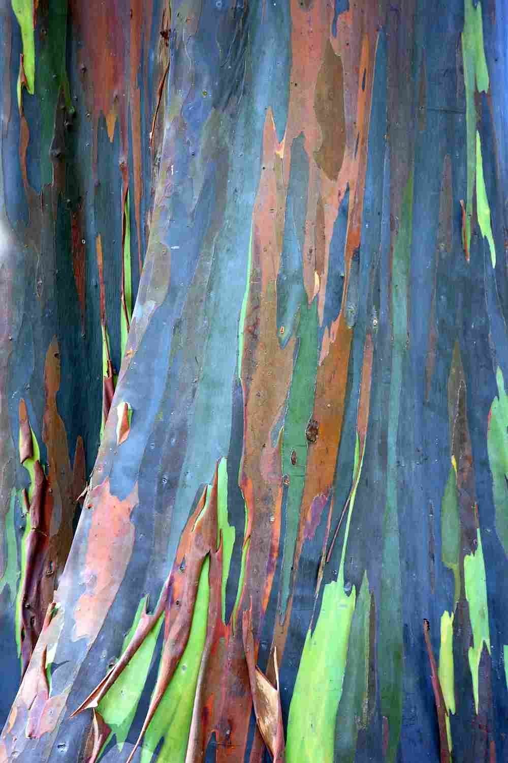 USA SELLER Eucalyptus deglupta, Rainbow-Tree, Rainbow-Gum Tree 10 seeds