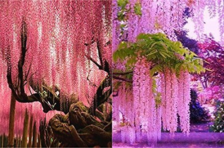 USA SELLER Pink Rain Tree 10 seeds