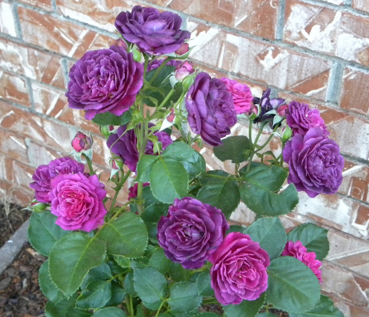 Ebb Tide Rose 10 seeds