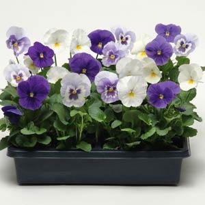 USA SELLER Panola Baby Boy Mix Pansy 10 seeds seeds