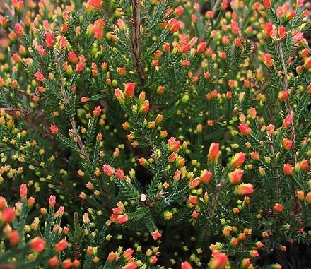 USA SELLER Spring Torch Heather (Calluna Vulgaris) 25 seeds