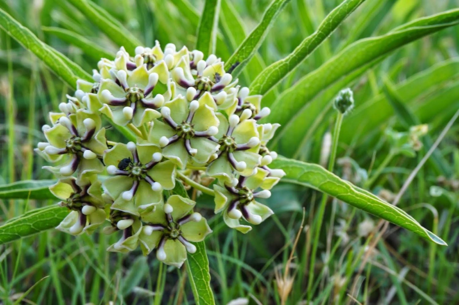 USA SELLER Spider Milkweed 25 seeds