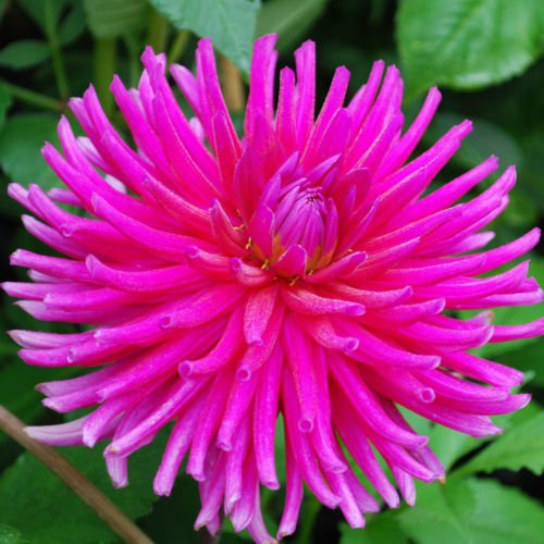 USA SELLER Hot Pink Cactus Dahlia 10 seeds