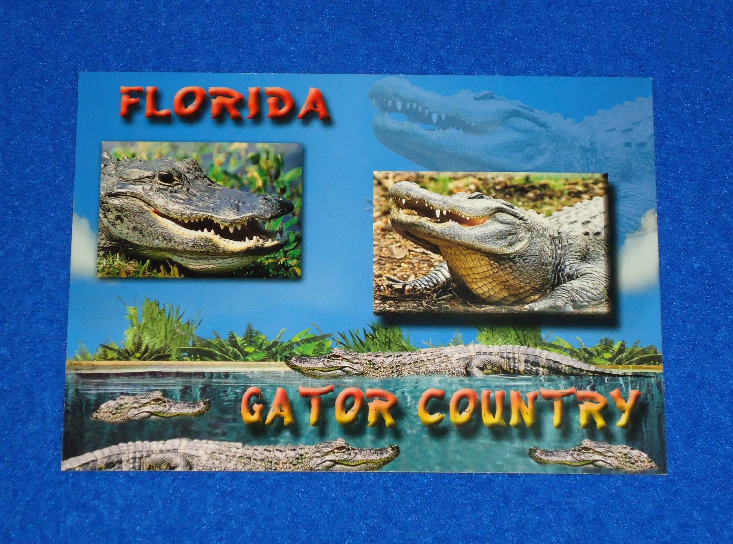 **BRAND NEW** COOL FLORIDA GATOR COUNTRY POSTCARD UNIVERSITY OF FLORIDA ...