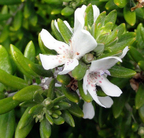 Home & Living Outdoor & Gardening Seeds & Seed Bombs Shore Westringia ...