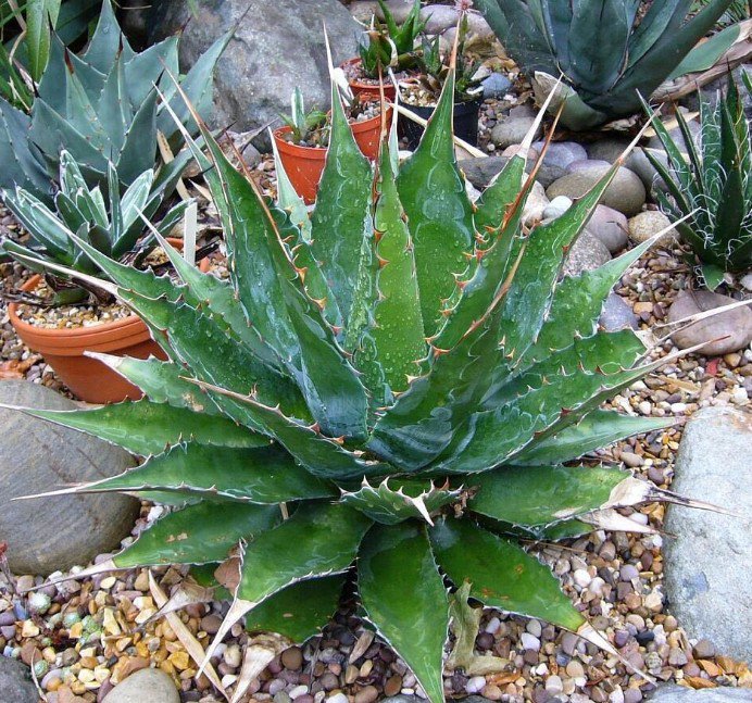 Super 10 Seeds Agave Montana Mountain Hardy Century UK Plant