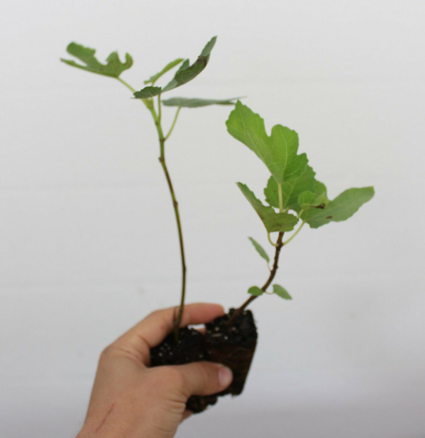Baby Fig Tree Olympian Fruiting Plant Ficus Carica