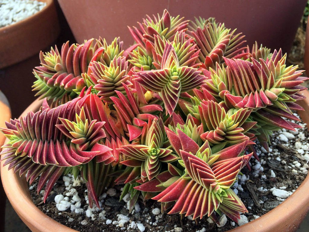 Crassula corymbulosa Sharks Tooth Plant Red Pagoda