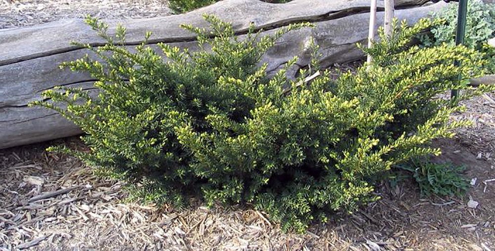 Everlow Yew Taxus x media Plant