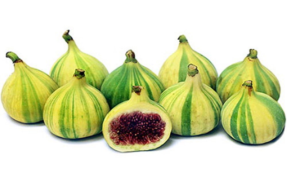 Panache Tiger Stripe Edible Fig Plant Sweet Candy Stripe Fig