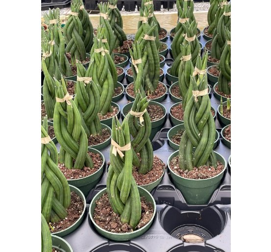 Spear Sansevieria Twisted Braided African Cylindrical Snake Plant