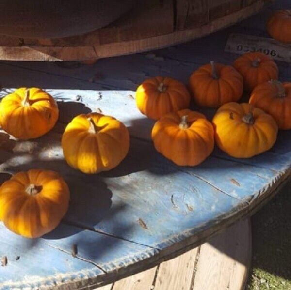 Seeds THE SMALLEST PUMPKIN IN THE WORLD ES 30 seeds