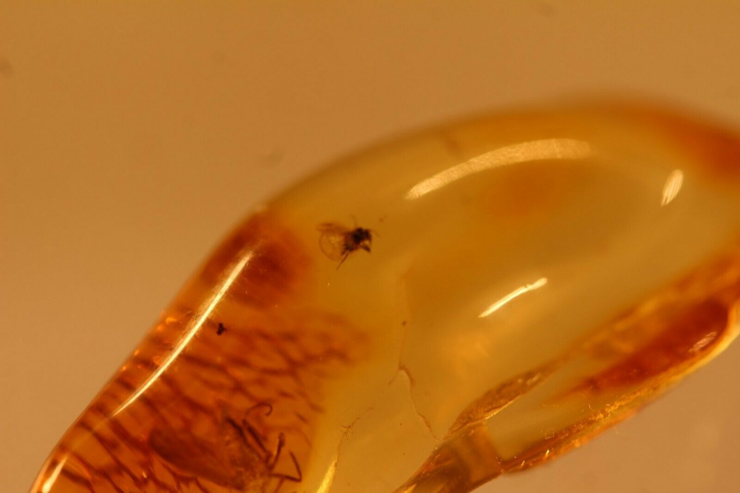 Natural Baltic Amber insects ,, FOSSIl