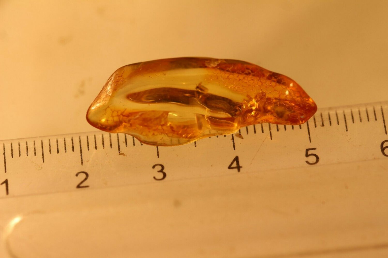 Natural Baltic Amber insects ,, FOSSIl