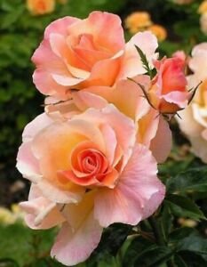 10 Coral Pink Rose Seeds Flower Bush Perennial Bloom Shrub Flowering Seed