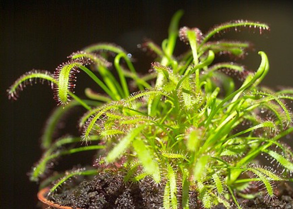 12702 - SAFLAX - African Sundew - Drosera - 200 seeds