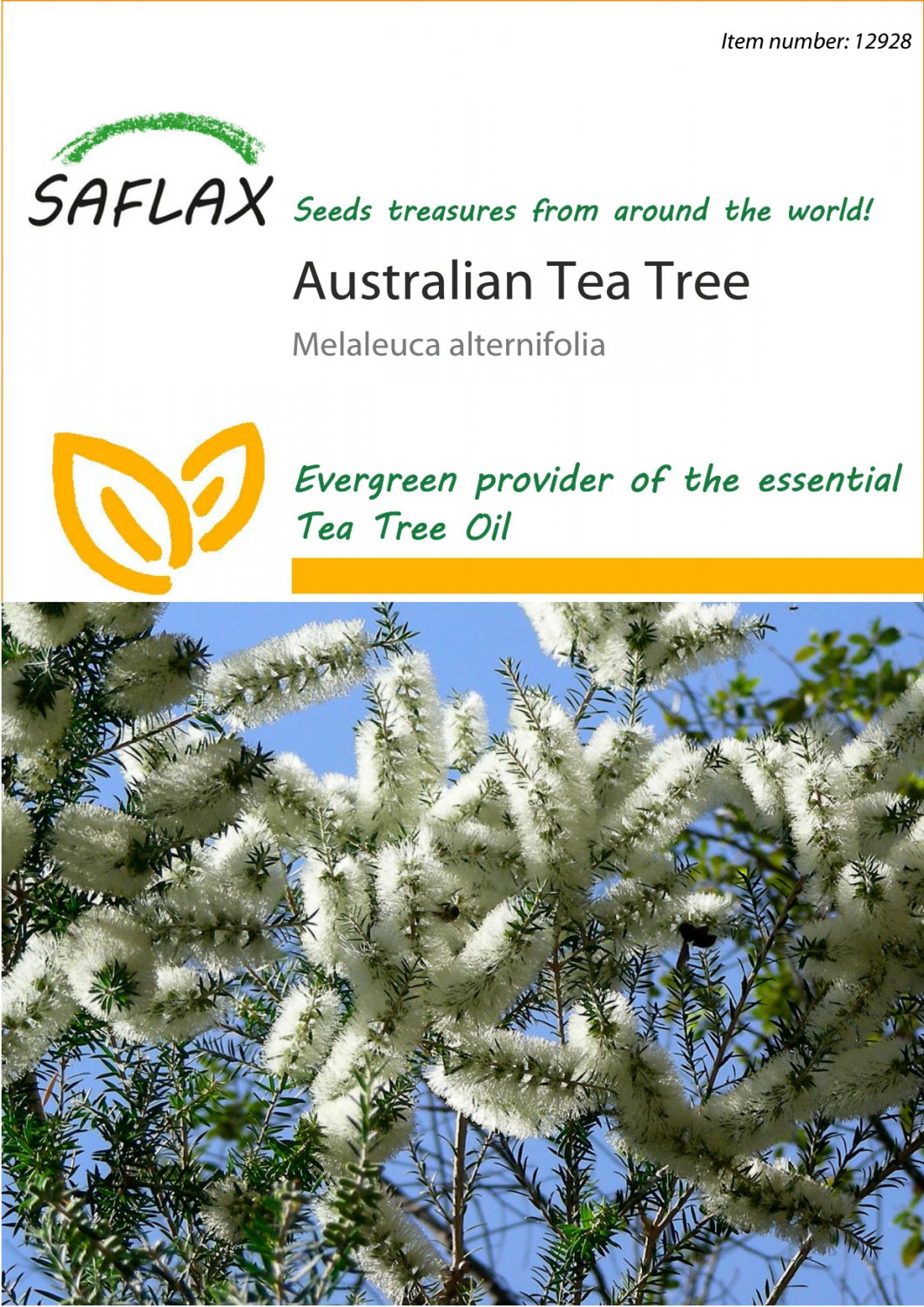 12928 - SAFLAX - Australian Tea Tree - Melaleuca - 400 seeds