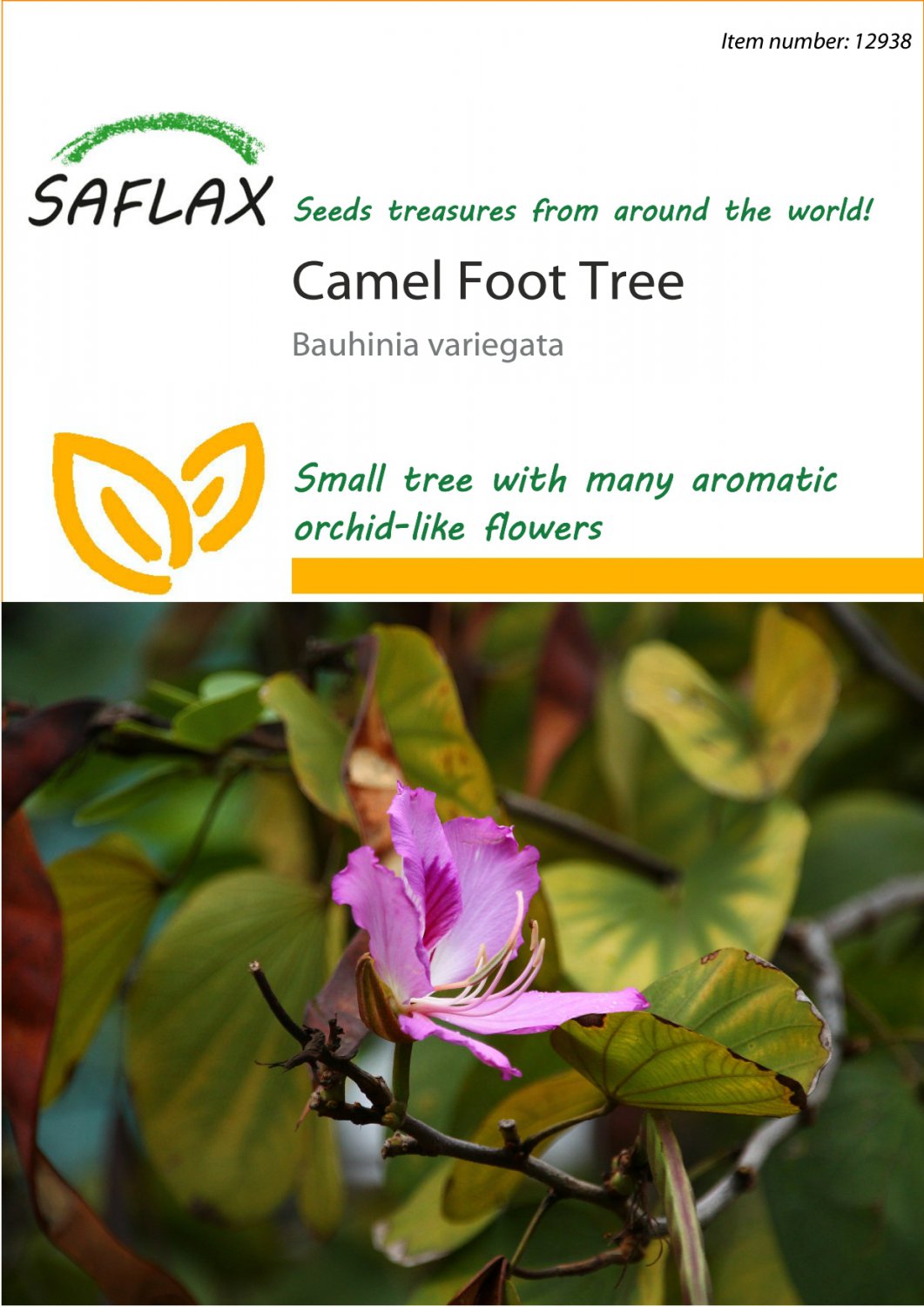 12938 - SAFLAX - Camel Foot Tree - Bauhinia - 8 seeds