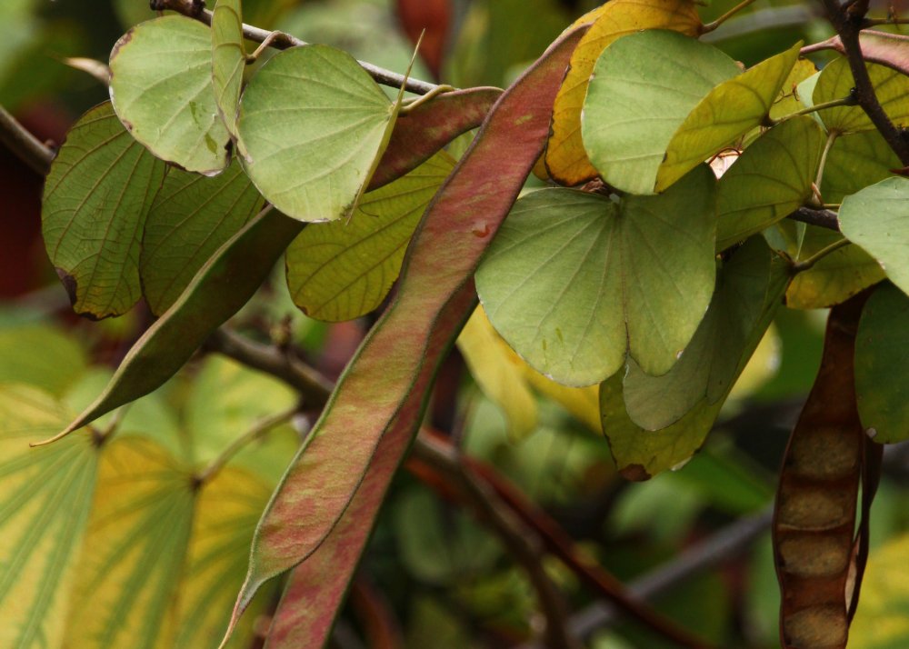 12938 - SAFLAX - Camel Foot Tree - Bauhinia - 8 seeds