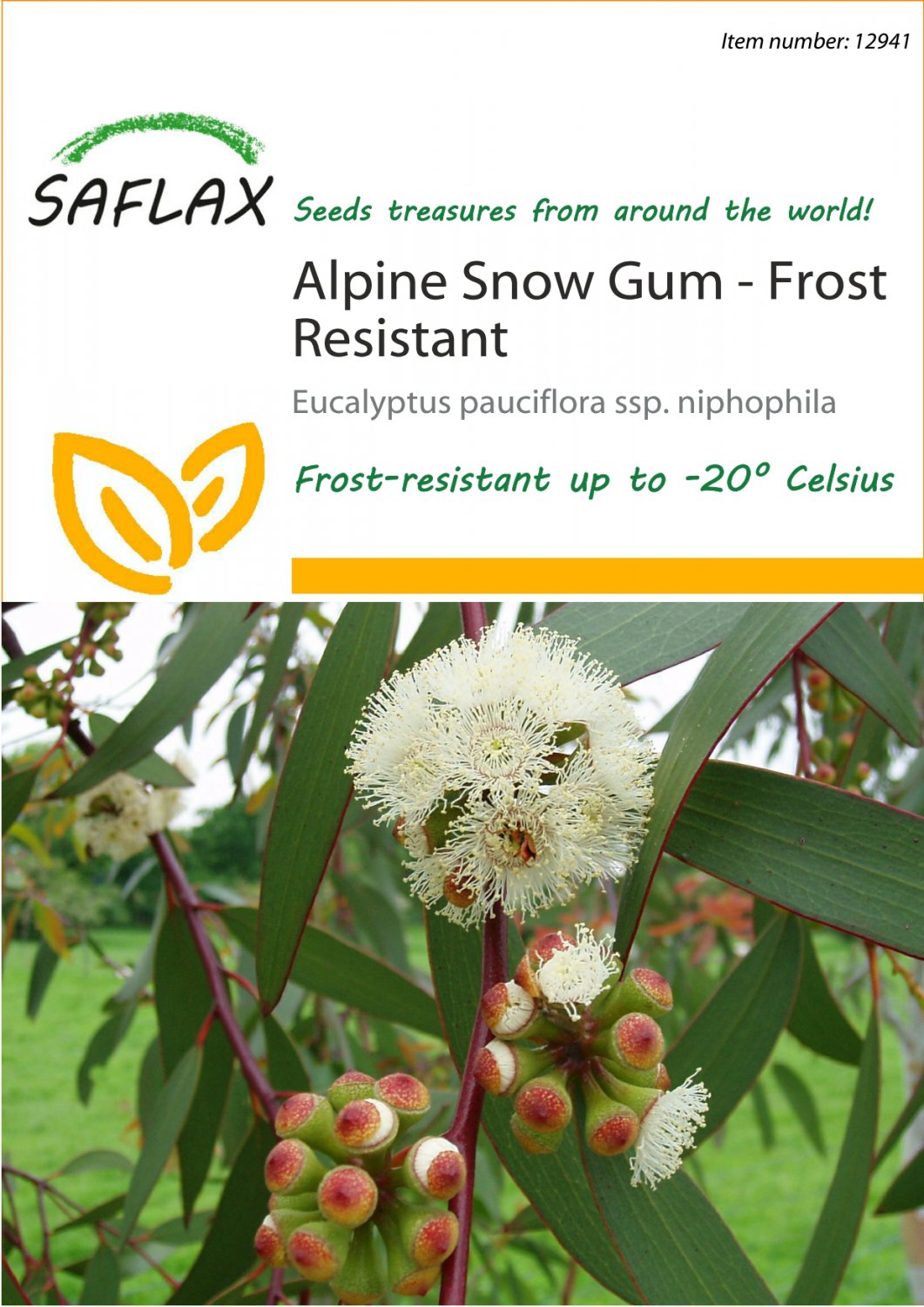 12941 - SAFLAX - Alpine Snow Gum - Eucalyptus - 250 seeds
