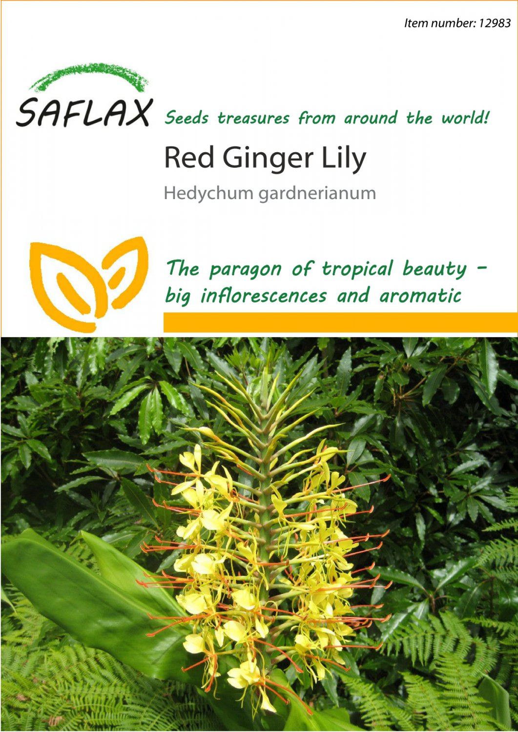 12983 - SAFLAX - Red Ginger Lily - Hedychum - 10 seeds