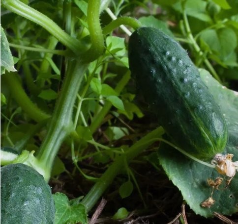 30 Spacemaster Cucumber Seeds Non-Gmo Compact Cucumber Plant Planting ...