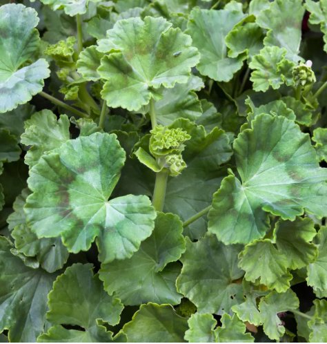 100 Geranium Seeds Luster Mix Fragrant Fresh Flower Non Gmo Planting ...