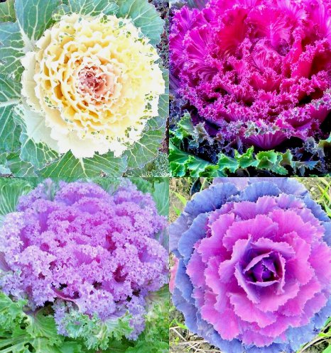 200 Ornamental Kale Spring Mix Seeds Flowering Vegetable Planting Suppliers