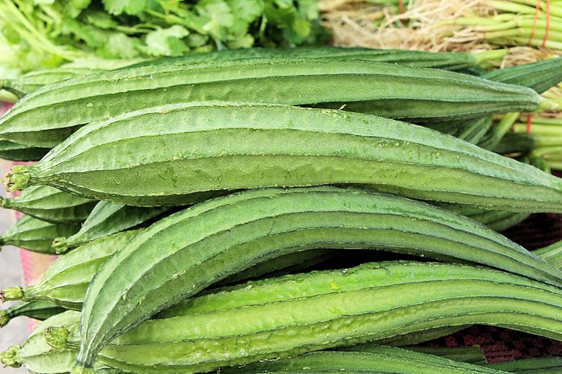 10 Seeds Luffa gourd Fruits Dry for Sponge Luffa acutangula