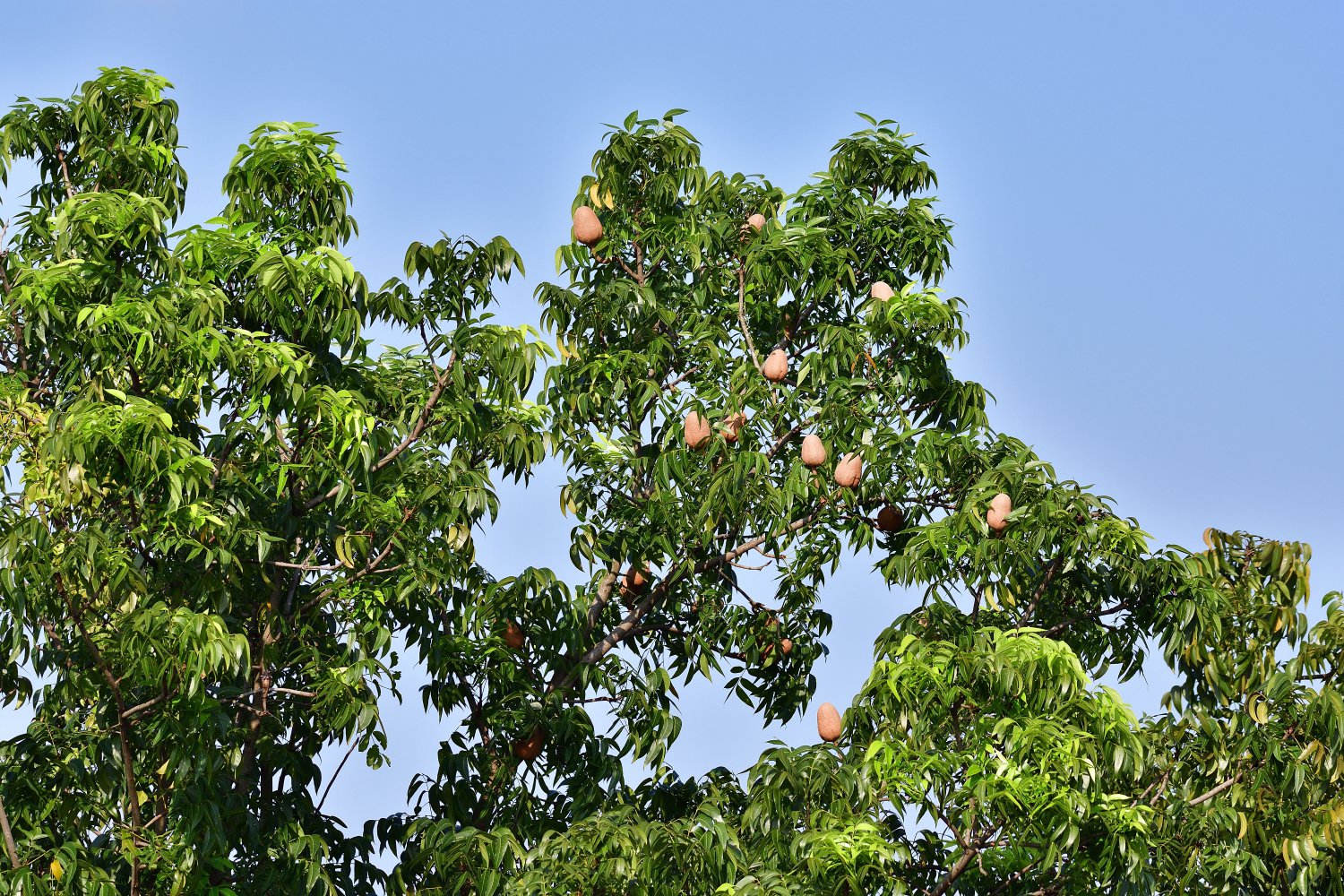 5 Seeds RARE Mahogany Tree Rugged Look Bonsai or Container Tropical ...