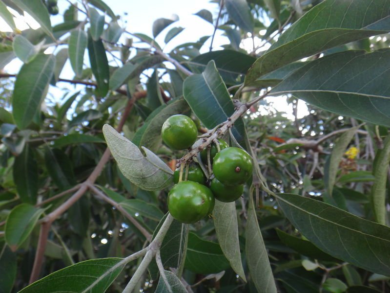 5 seeds Byrsonima crassifolia Nance Tree Seeds! Tropical Flower ...