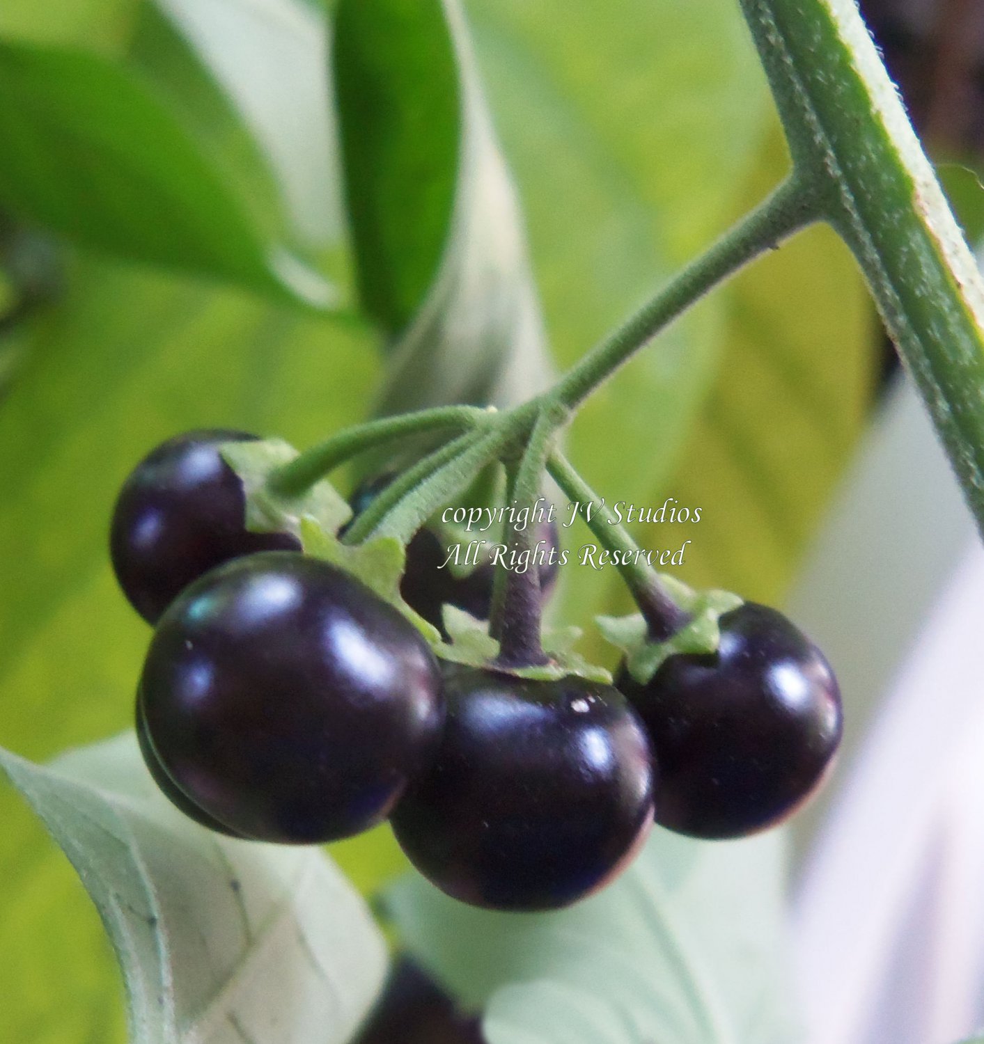 15 seeds Solanum Burbankii Sunberry Seeds Certified Organic Small White ...