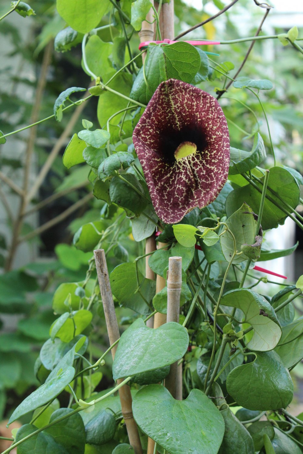 10 Seeds Aristolochia indica var lanceolata Indian Birthwort Perennial ...