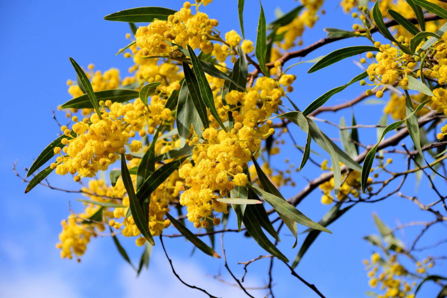 10 seeds! Silver Wattle -Tropical plant Container or Deck Plant ...