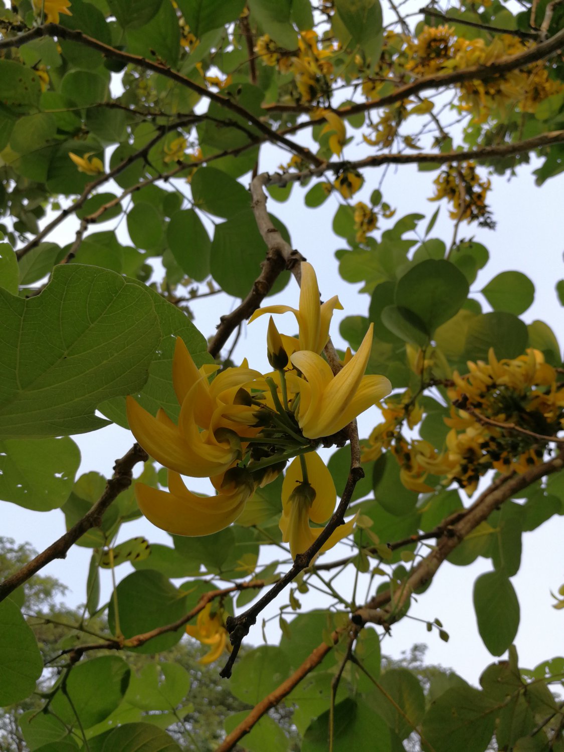 5 Seeds Gmelina arborea White Teak Tree Seeds Gamhar Rare Colorful ...