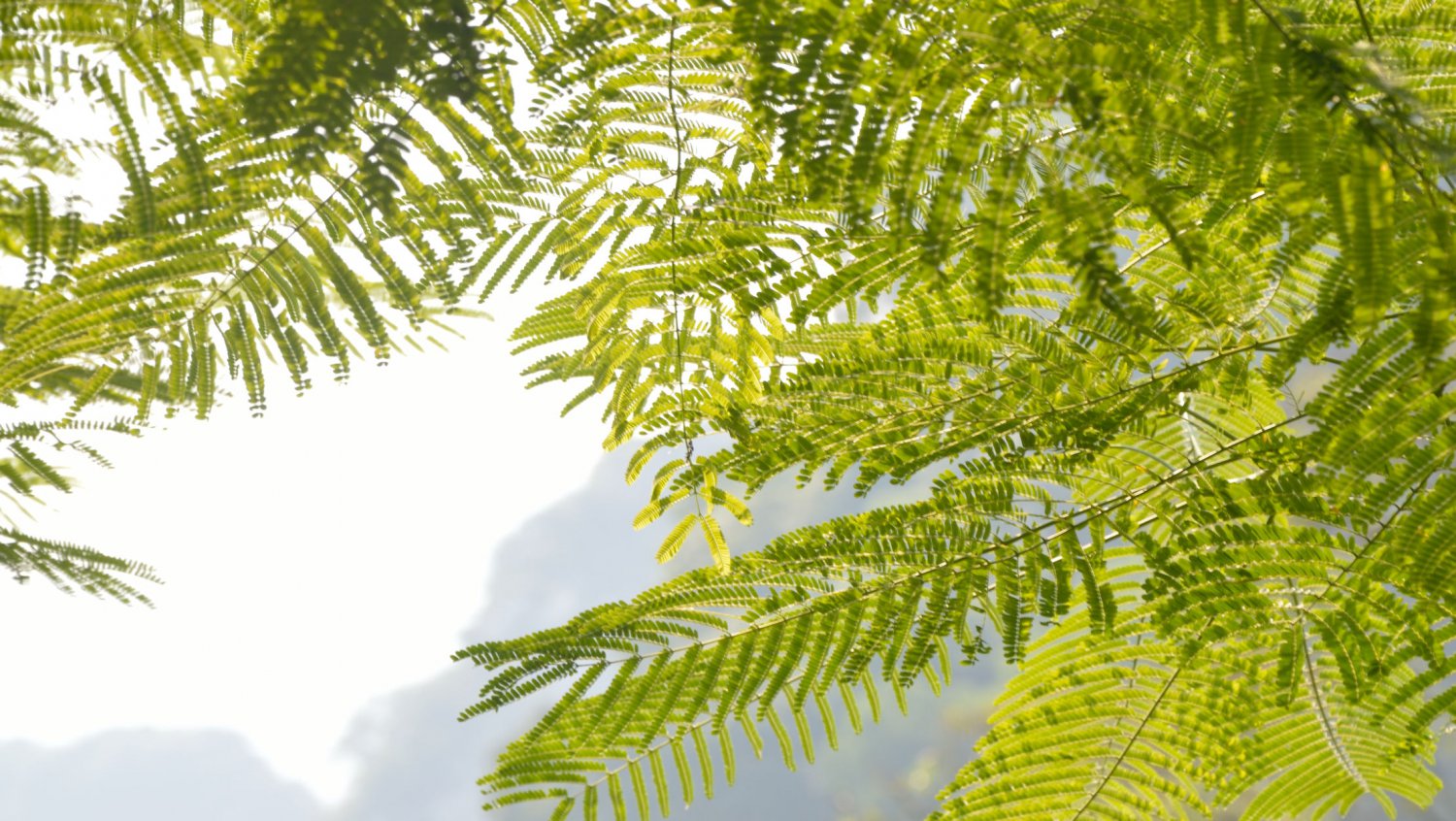 10 seeds -Rusty Acacia Tree Seed -Bright Yellow Blooms -Drought ...