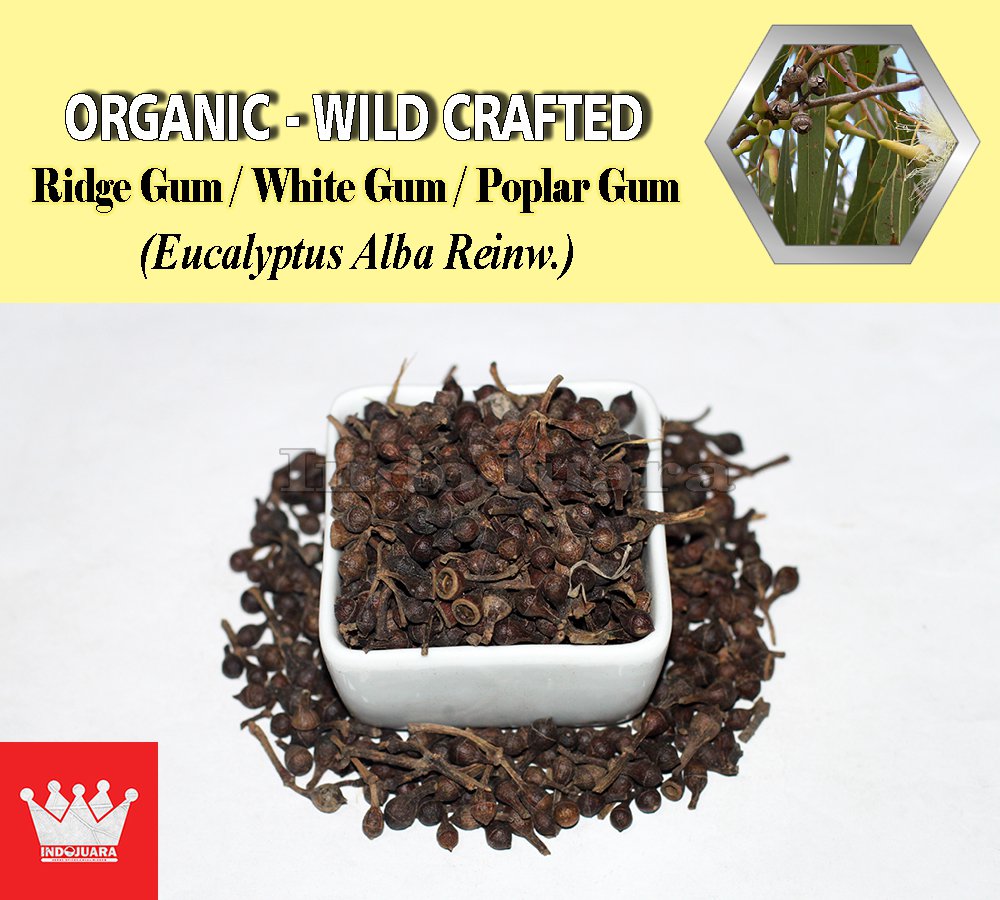 3 Oz / 84g Ridge Gum Fruits White Gum Poplar Gum Eucalyptus Alba ...