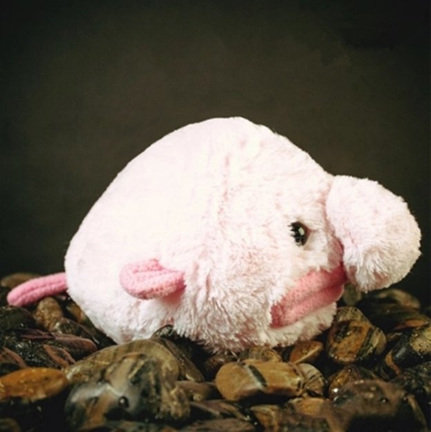20cm Stuffed Blobfish Plush Toy Funny Sea Animal Toy Cute Expression ...