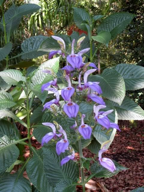 False tropical sage Brillantaisia lamium butterflies