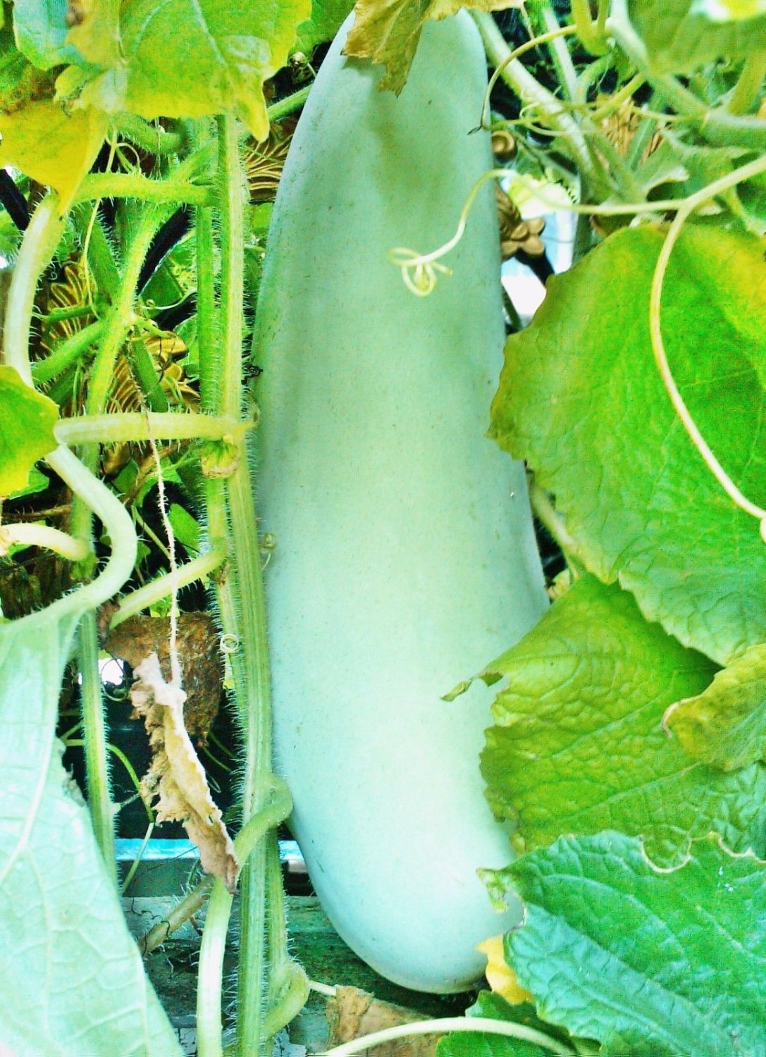10 Thai Big Bottle Gourd Seeds,Organic Vegetable Calabash Long Edible ...